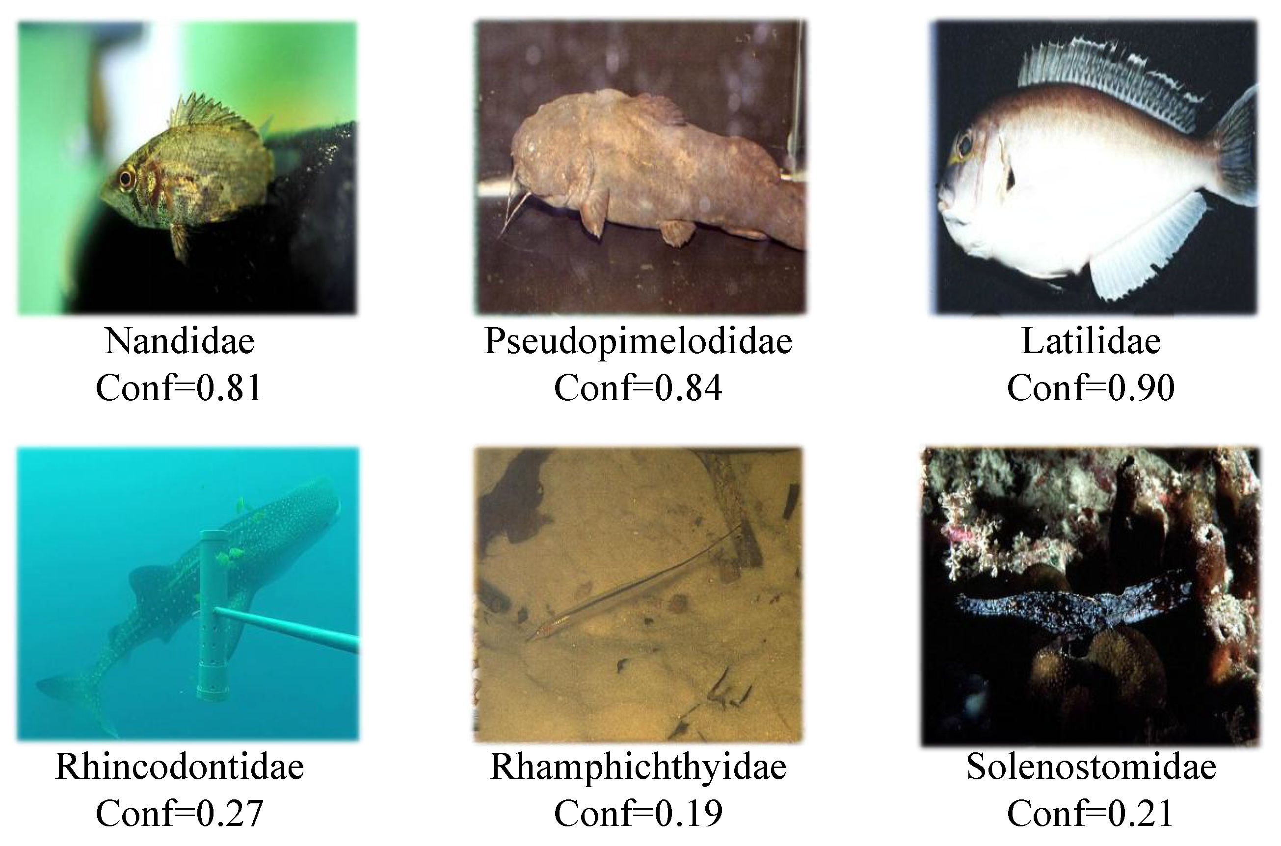 Mitigating Class Imbalance Challenges in Fish Taxonomy: Quantifying ...