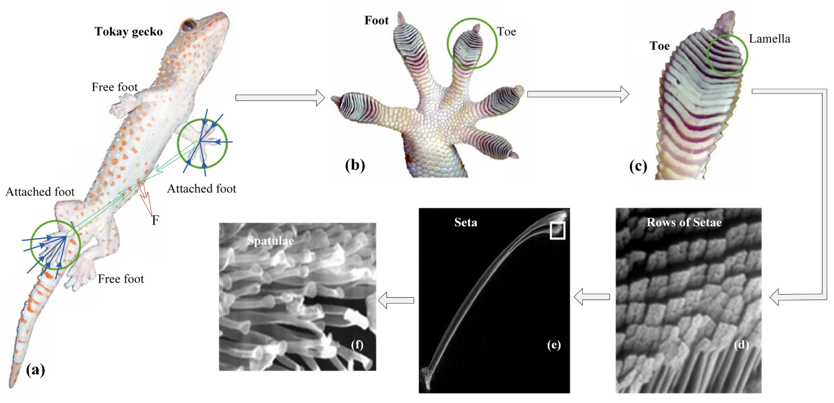 Advances in Gecko-Inspired Climbing Robots: From Biology to Robotics—A ...