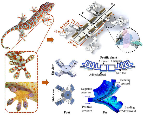 Advances in Gecko-Inspired Climbing Robots: From Biology to Robotics—A ...