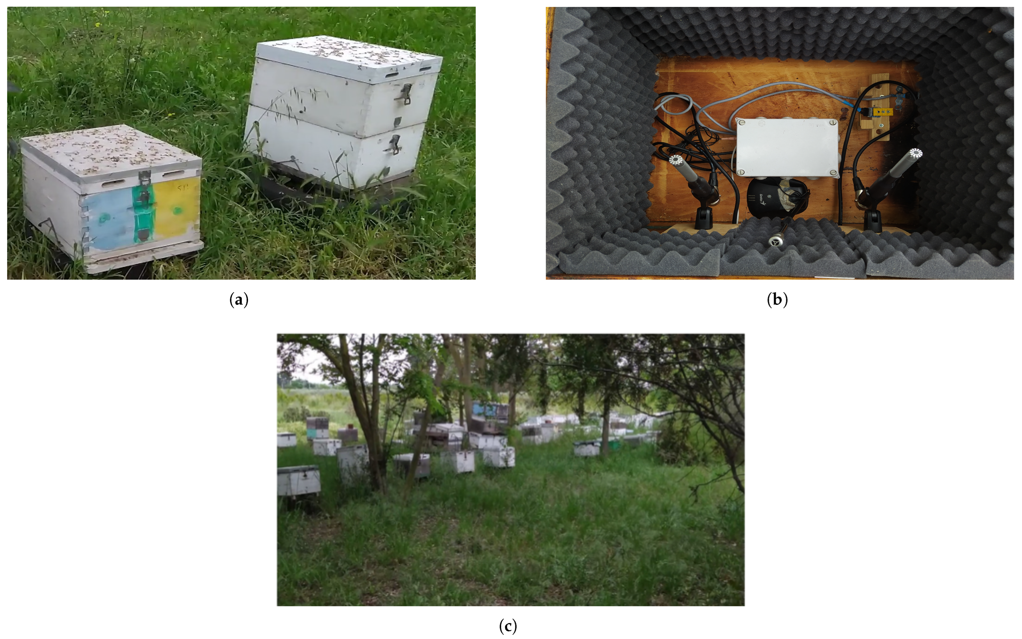 Deep Edge IoT for Acoustic Detection of Queenless Beehives