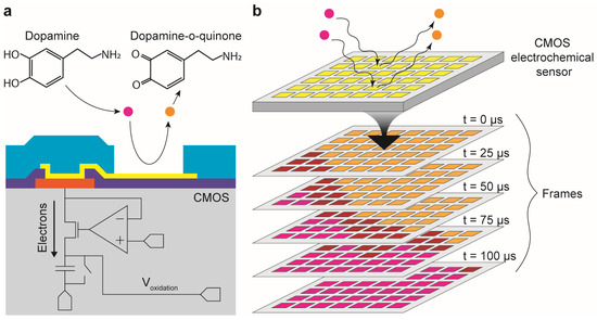 High-Speed 1024-Pixel CMOS Electrochemical Imaging Sensor with 40,000 Frames per Second for ...
