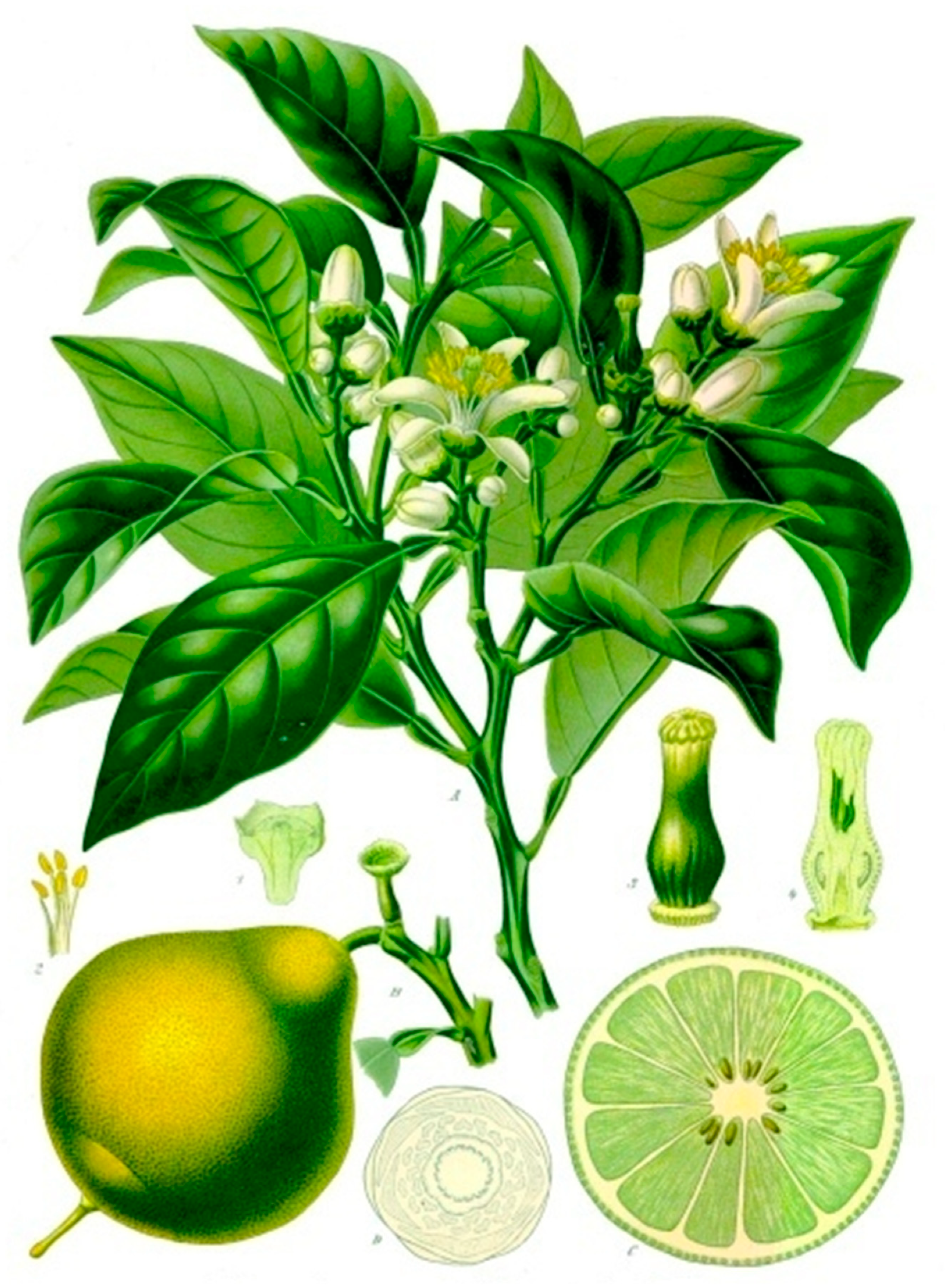 Bergamot Plant Illustration