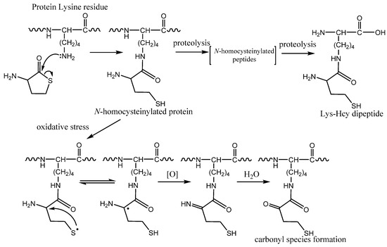 Homocysteine Thiolactone: Biology and Chemistry