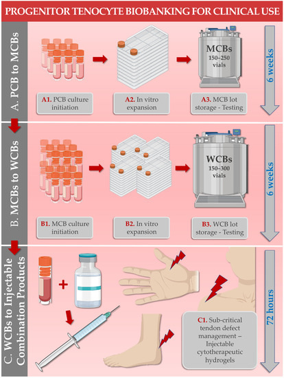 Primary Progenitor Tenocytes: Cytotherapeutics and Cell-Free Derivatives