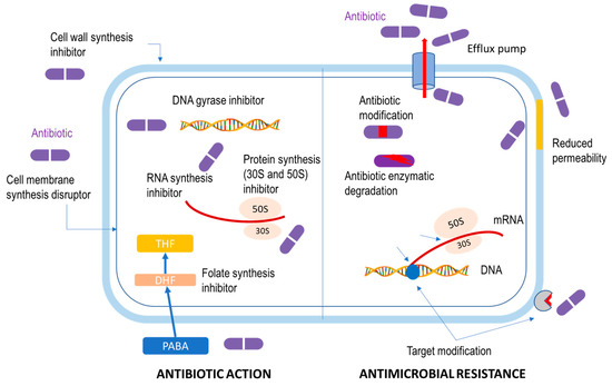 Probiotics as Antibiotic Alternatives for Human and Animal Applications