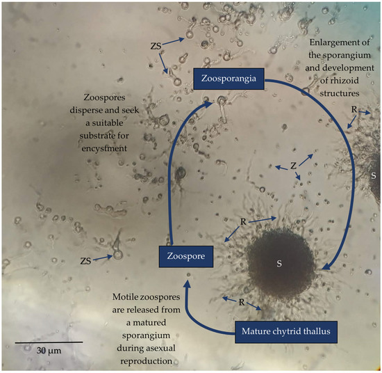 Chytrids in Soil Environments: Unique Adaptations and Distributions