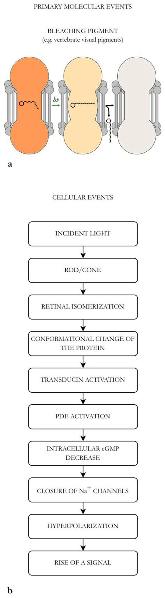 Biophysics and Quantum Limitation of Photoreceptive Processes