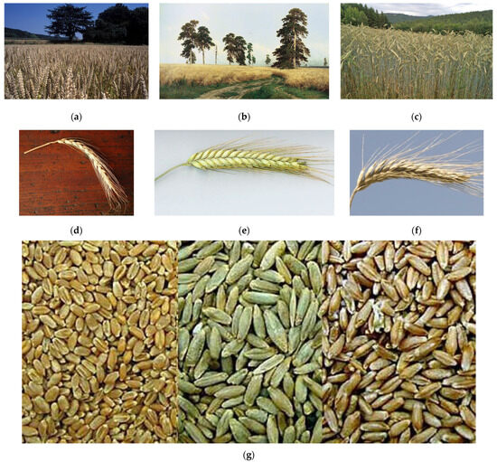 Triticale: A General Overview of Its Use in Poultry Production
