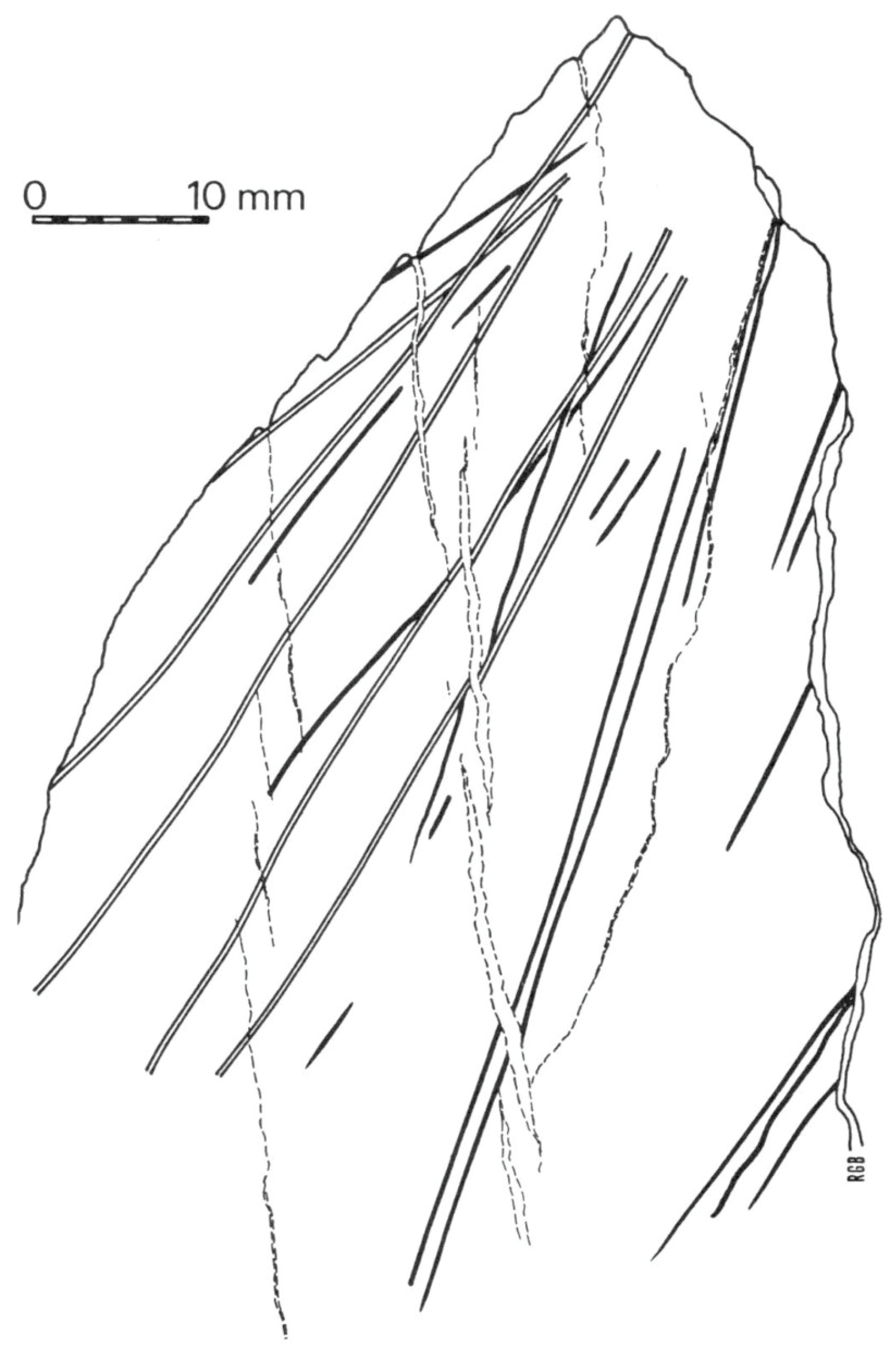 The Lower Paleolithic Engravings of Bilzingsleben, Germany