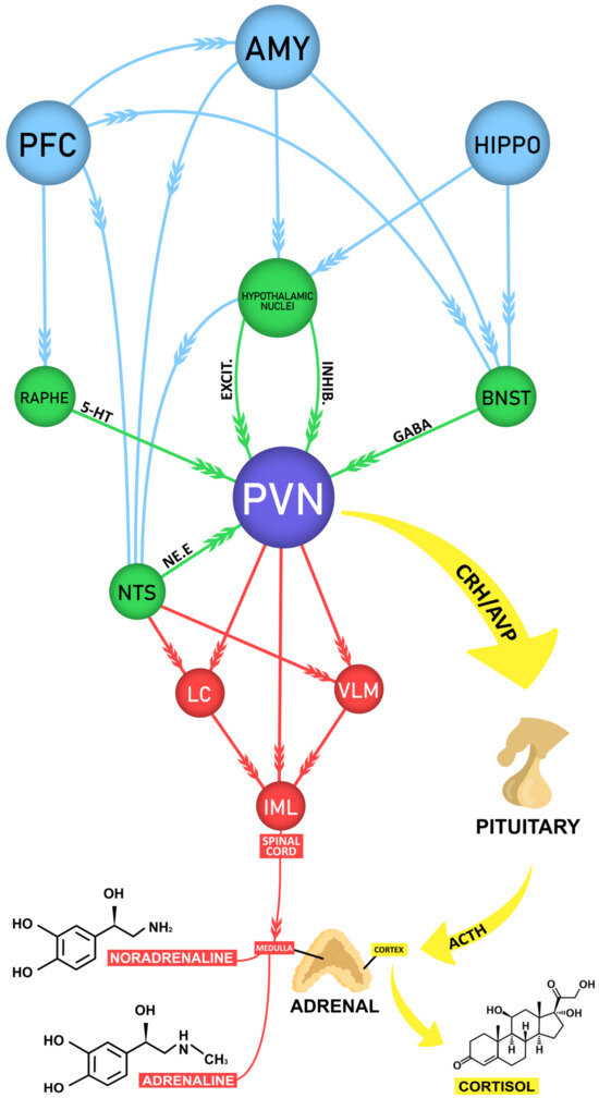 Stress: Influences and Determinants of Psychopathology