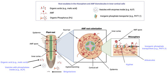 Arbuscular mycorrhizal Fungi as Inspiration for Sustainable Technology