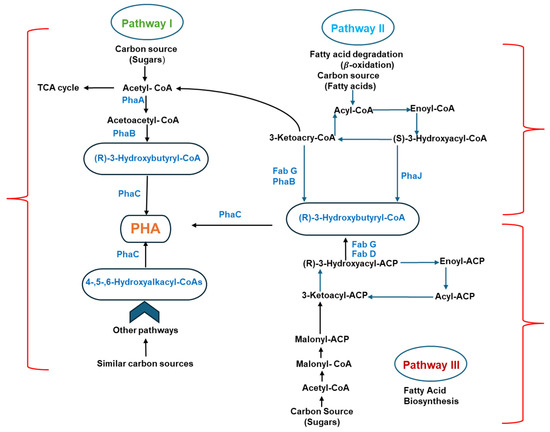 Polyhydroxyalkanoates (PHAs): Mechanistic Insights and Contributions to ...