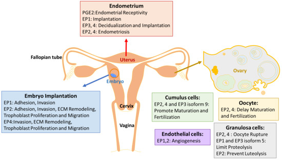 Endocrines Free Full Text Multiple Roles Of Prostaglandin E2