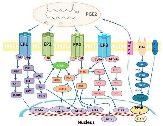 Multiple Roles of Prostaglandin E2 Receptors in Female Reproduction