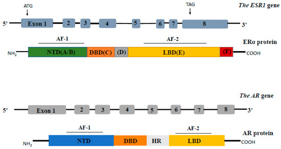 Involvement of the MEN1 Gene in Hormone-Related Cancers: Clues from ...