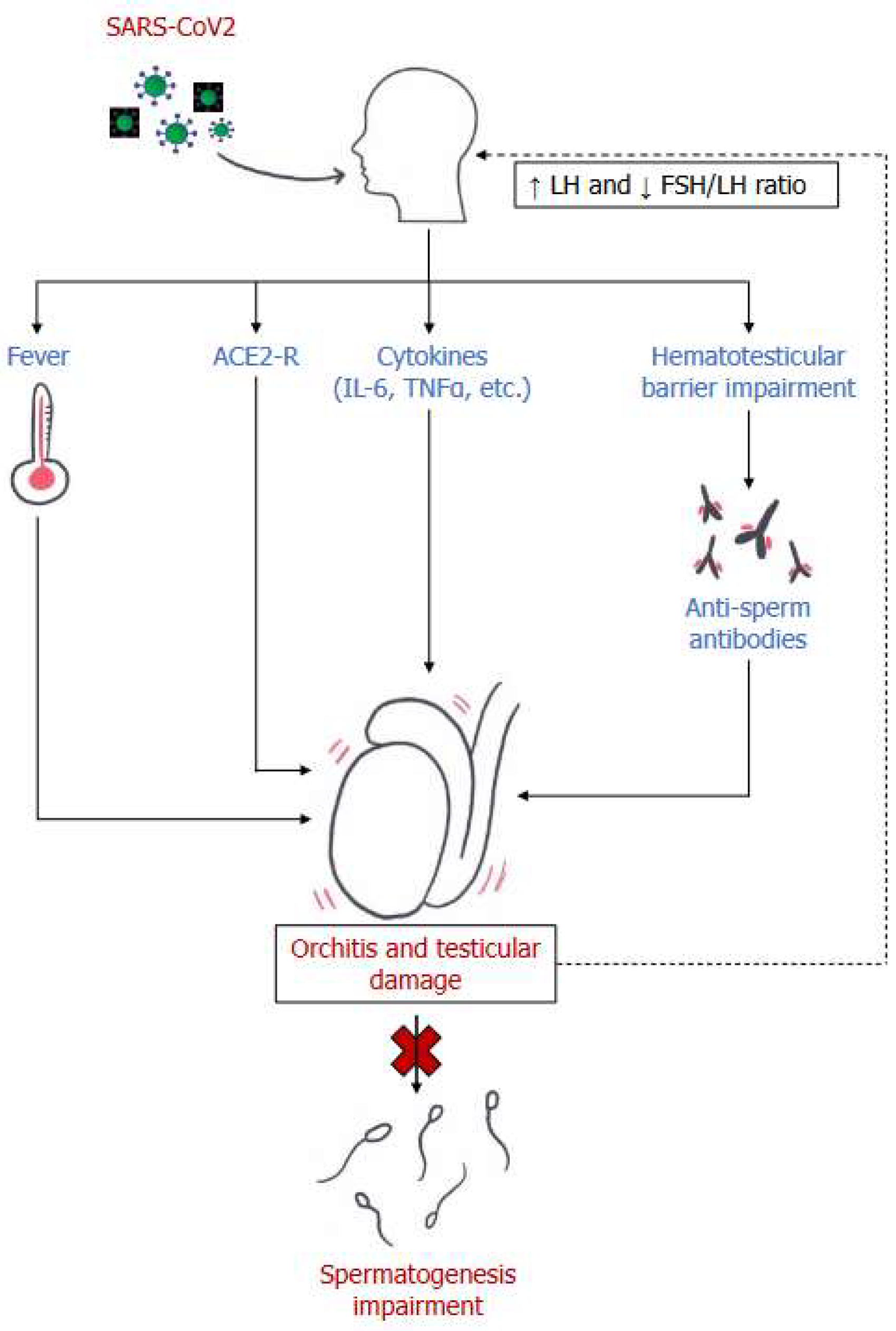 The Possible Role of SARS-CoV-2 in Male Fertility: A Narrative Review