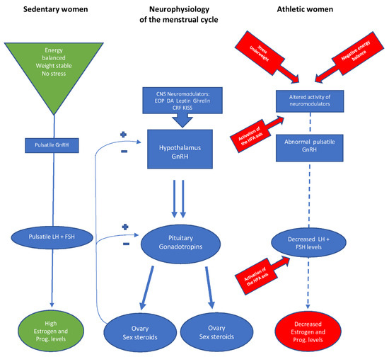 Neuroendocrine Blockade of the Reproductive Axis in Female Athletes
