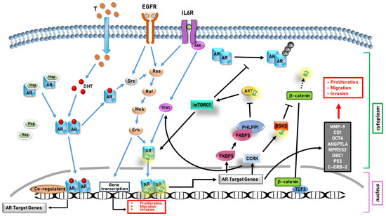 Role of the Androgen Receptor in Gender-Related Cancers