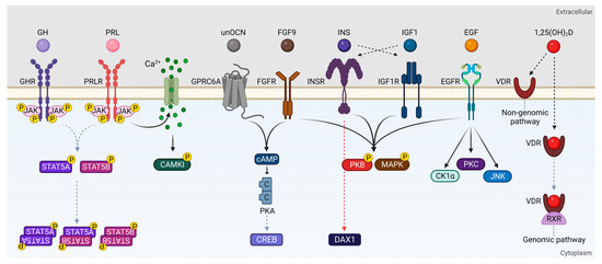 Hormones and Signaling Pathways Involved in the Stimulation of Leydig ...
