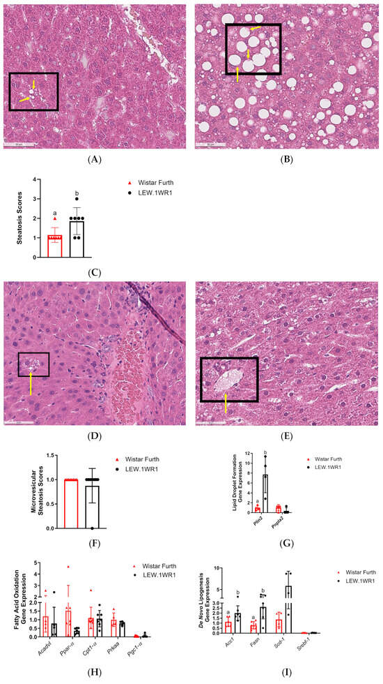 Male LEW.1WR1 Rats Develop Metabolic Dysfunction, Steatohepatitis, and ...