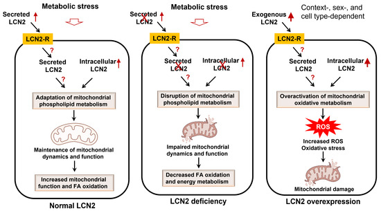 Lipocalin 2 in Obesity and Diabetes: Insights into Its Role in Energy ...