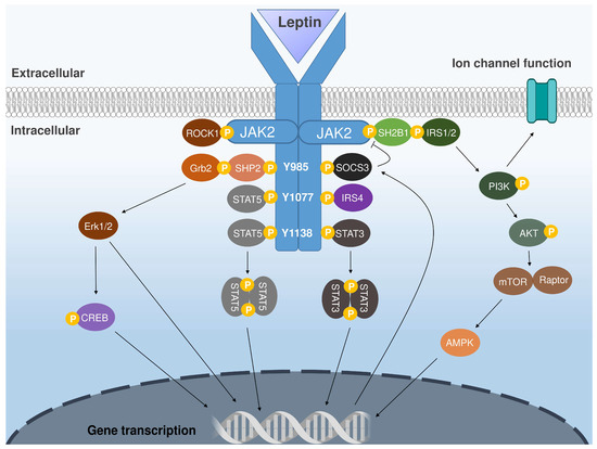 Leptin Signaling in the Hypothalamus: Cellular Insights and Therapeutic ...