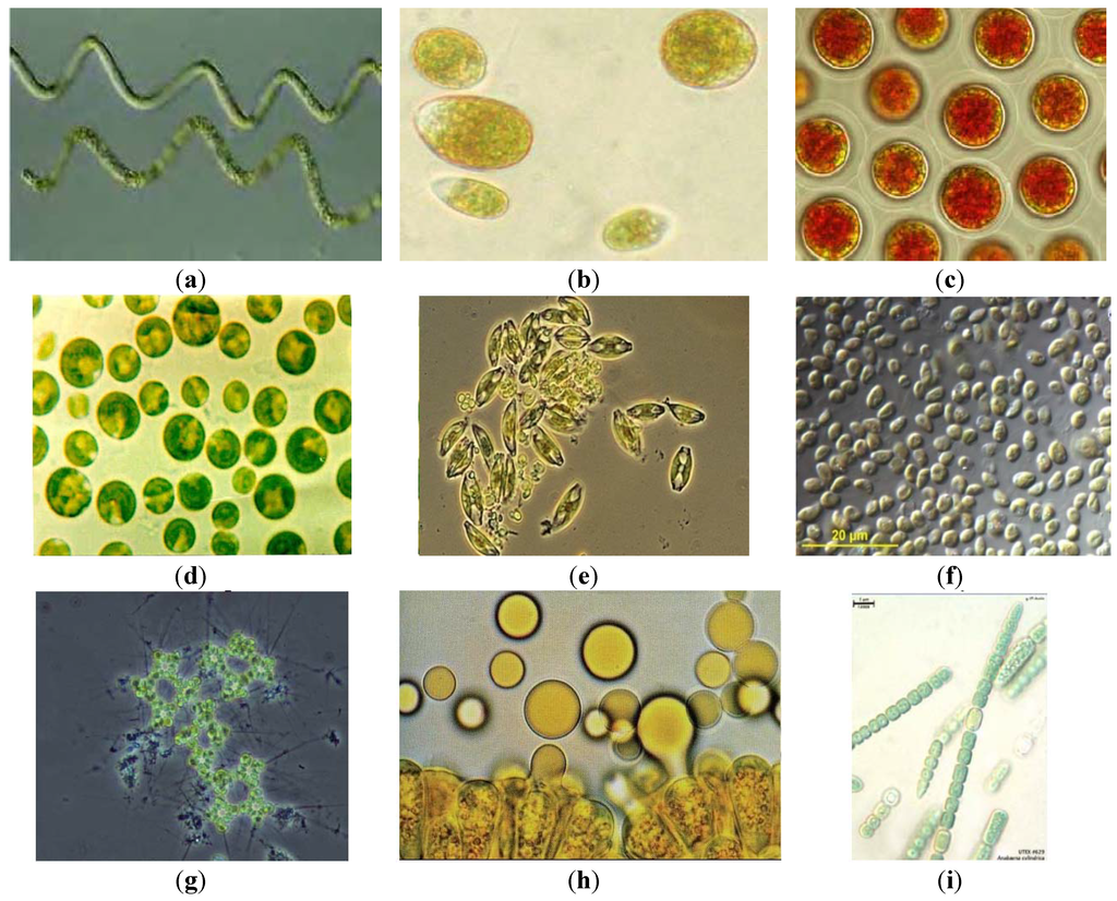 Microalgae for Biofuels and Animal Feeds
