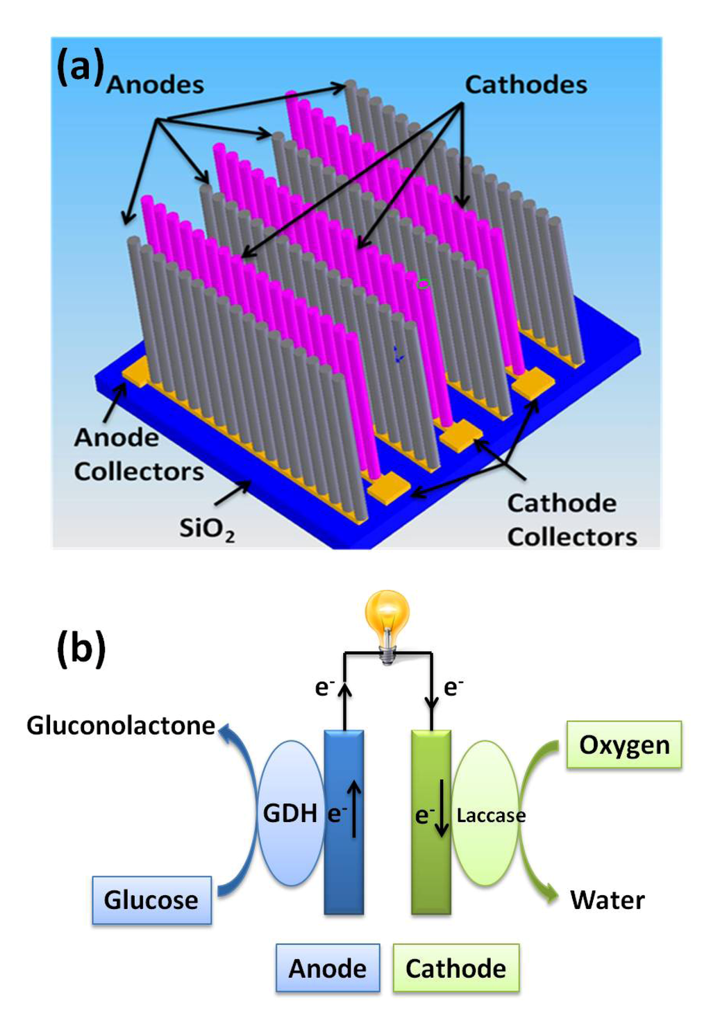 Energies | Free Full-Text | Modeling and Simulation of Enzymatic ...
