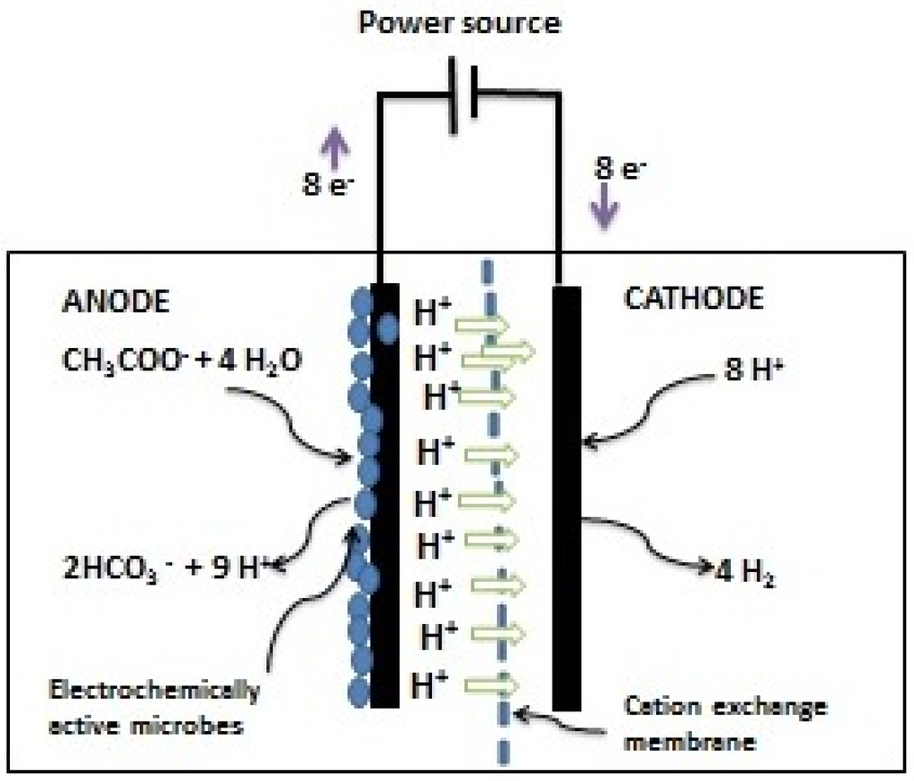 Biohydrogen Production from Lignocellulosic Biomass: Technology and ...