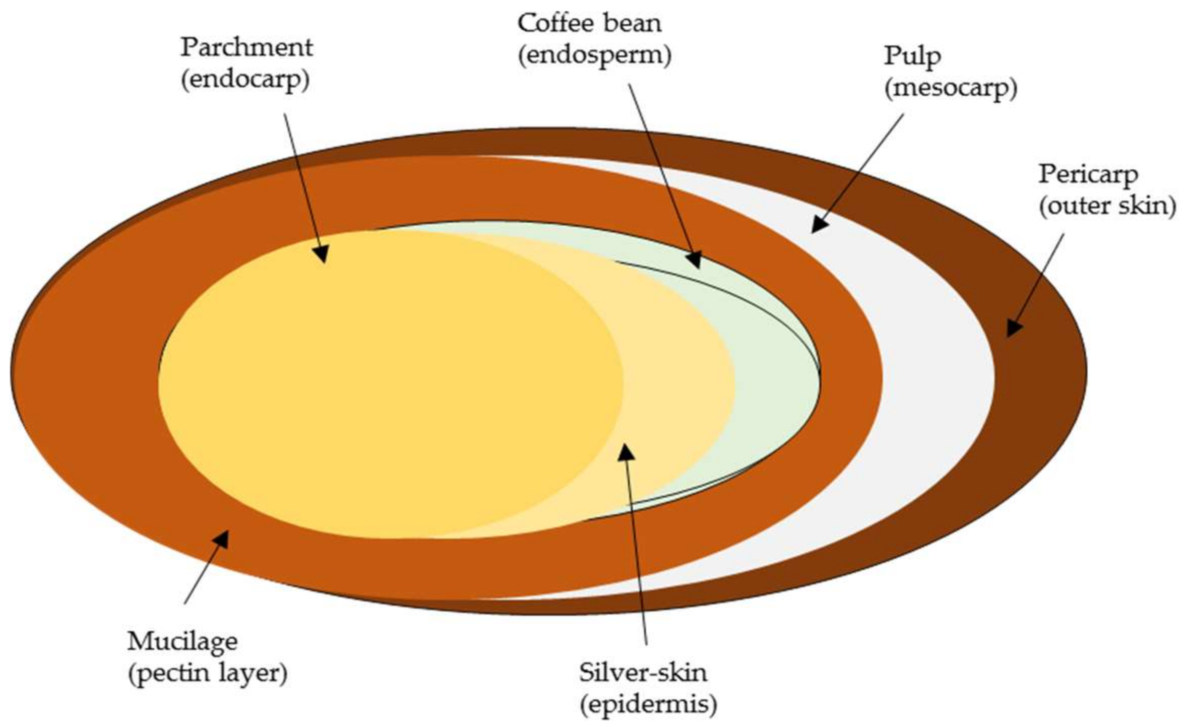 Optimization and Scale-Up of Coffee Mucilage Fermentation for Ethanol ...