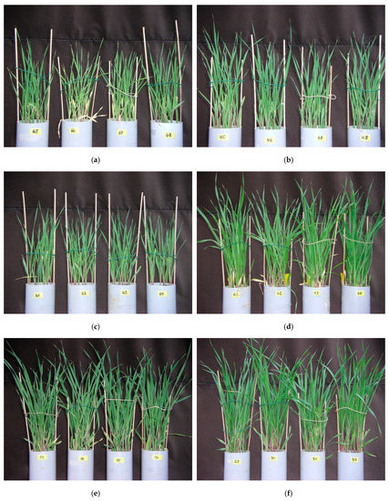 Energies | Free Full-Text | Short-Term Nitrogen Uptake of Barley from ...
