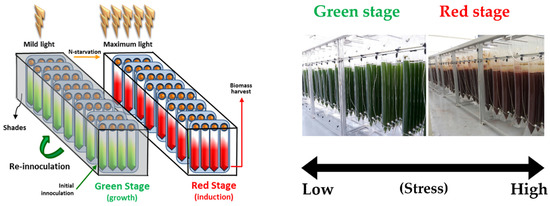 Microalgal-Based Carbon Sequestration by Converting LNG-Fired Waste CO2 ...
