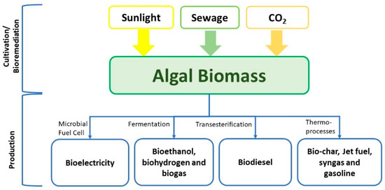 Algal Biofuels: Current Status and Key Challenges