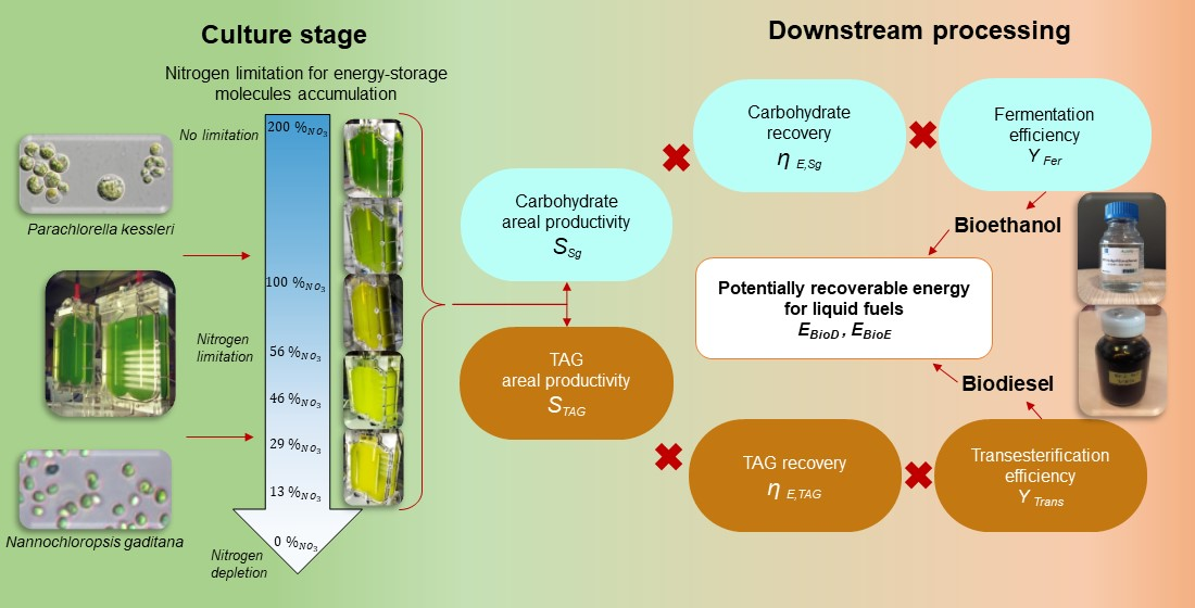Energies | Free Full-Text | Producing Energy-Rich Microalgae Biomass ...