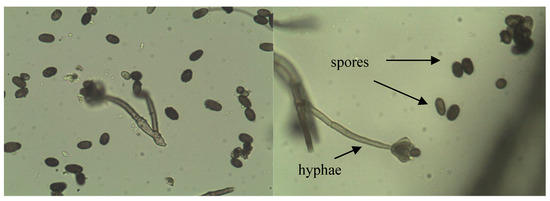 Testing the Toxicity of Stachybotrys chartarum in Indoor Environments—A ...