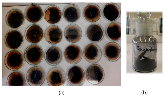 Testing the Toxicity of Stachybotrys chartarum in Indoor Environments—A ...