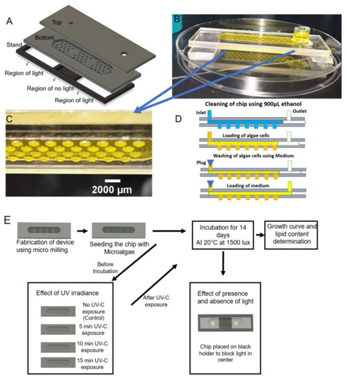 An Easily Accessible Microfluidic Chip for High-Throughput Microalgae ...