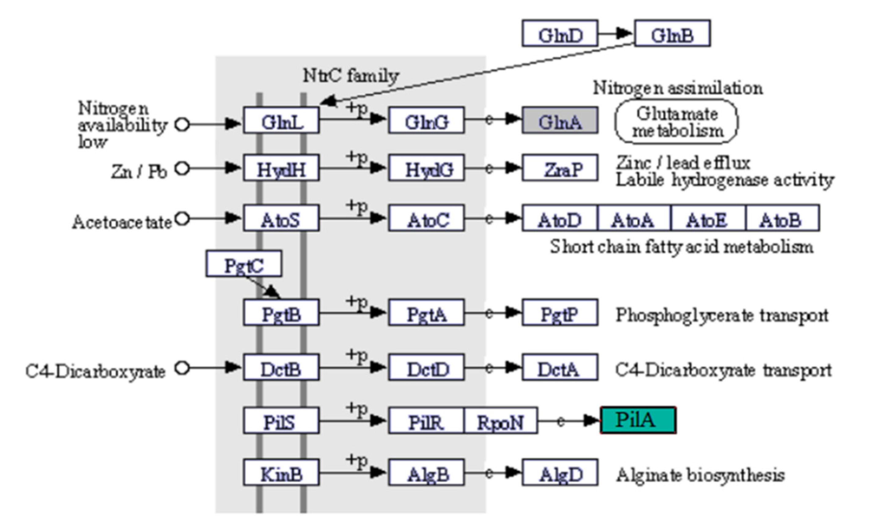 Metatranscriptome Analysis of Bisphenol A-Exposed Aerobic Granular Sludge