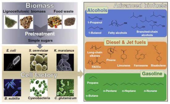 Recent Progress and Trends in the Development of Microbial Biofuels ...