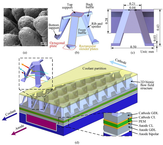 Design and Modelling of 3D Bionic Cathode Flow Field for Proton ...