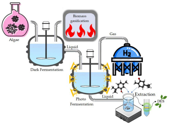 Management of Dark Fermentation Broth via Bio Refining and Photo ...