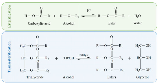 Energies | Free Full-Text | Bioprocesses for the Biodiesel Production ...