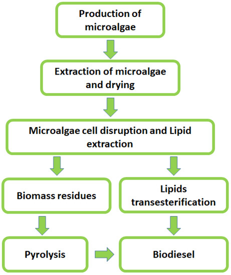 Microorganisms as New Sources of Energy