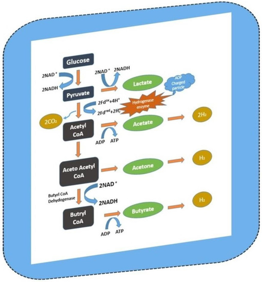 Fusion of Vermicompost and Sewage Sludge as Dark Fermentative ...