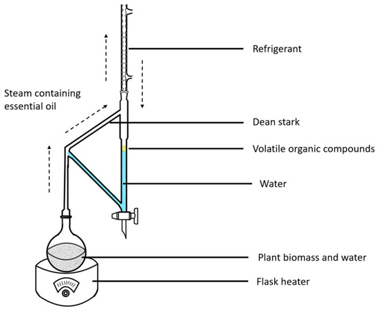 Thermal Treatment (Hydrodistillation) on The Biomass of Ficus hispida L ...