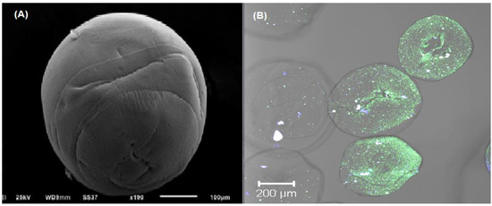 Energies | Free Full-Text | Microencapsulation of Lipases Produced by ...