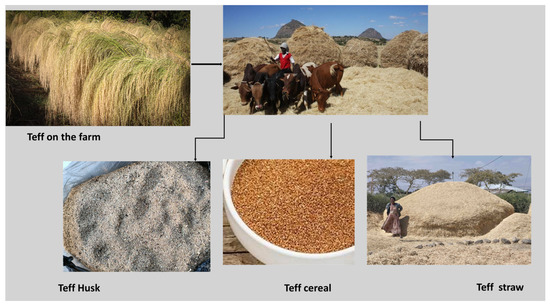Bio-Oil Derived from Teff Husk via Slow Pyrolysis Process in Fixed Bed ...
