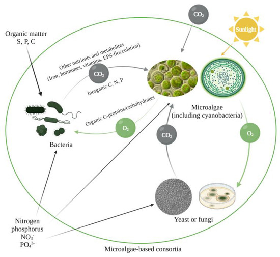 Microalgal Consortia for Waste Treatment and Valuable Bioproducts