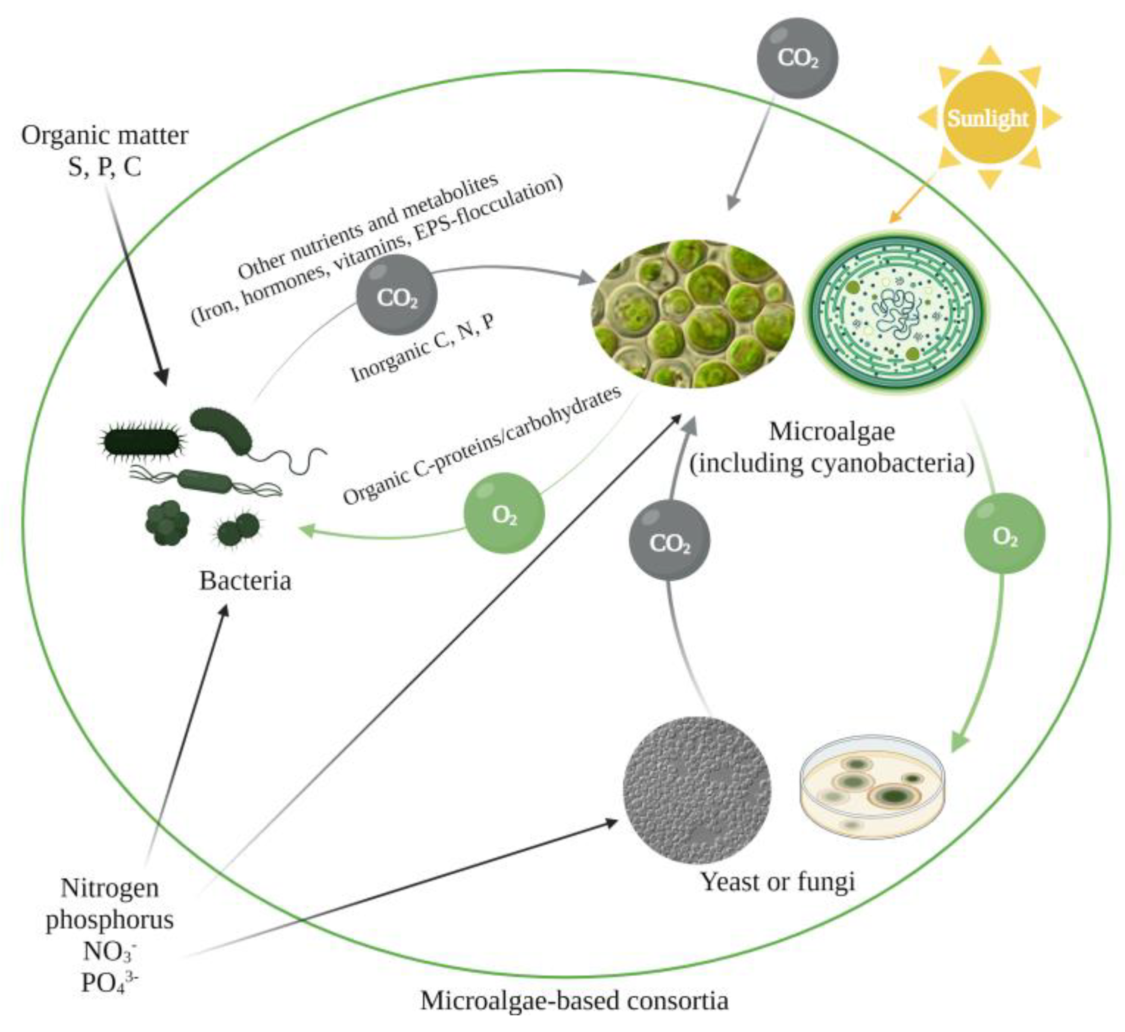 Microalgal Consortia for Waste Treatment and Valuable Bioproducts