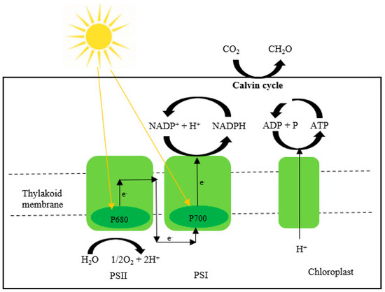 Energies | Free Full-Text | Microalgal Carbon Dioxide (CO2) Capture and Utilization from the ...